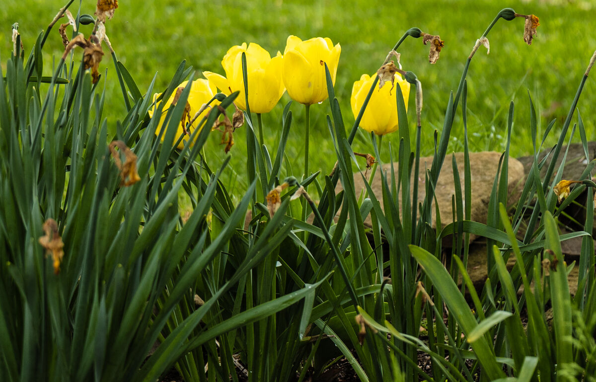 Spring Has Sprung: Went for my first springtime early morning walk this ...