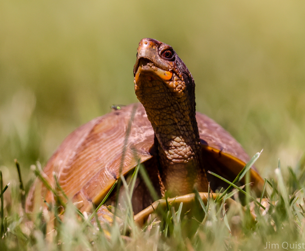 Turtle in my Backyard: What was this guy doing in my back yard? Canon ...