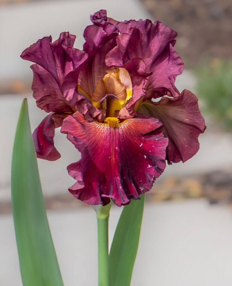 Iris time - II: The neighbors are producing an early spring bonanza of iris blooms. Comments and ...