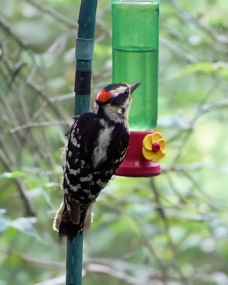 Short beaked Downy Hummingbird: Unique to Overland Park, Kansas ...