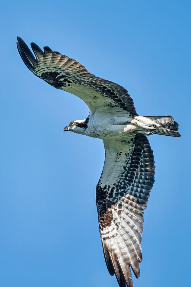 Birds in flight from this morning: Osprey, Bald Eagle and Wood ducks.