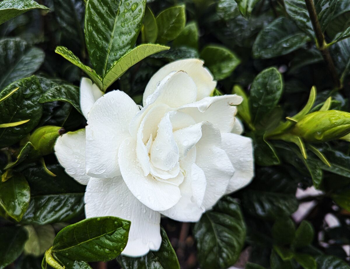 Gardenia Beauty: Taken on a bitter, cloudy, rainy day in the Chicago ...