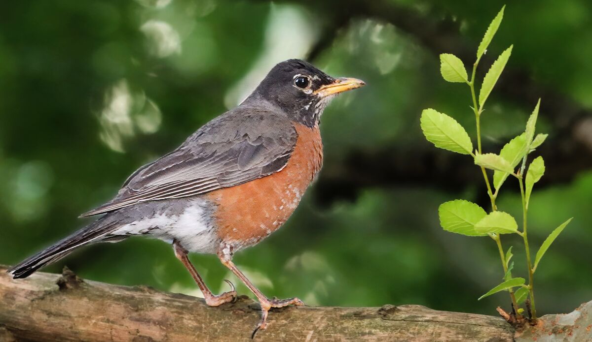 Just a pretty Robin in a tree: Just as I was heading back I spotted ...