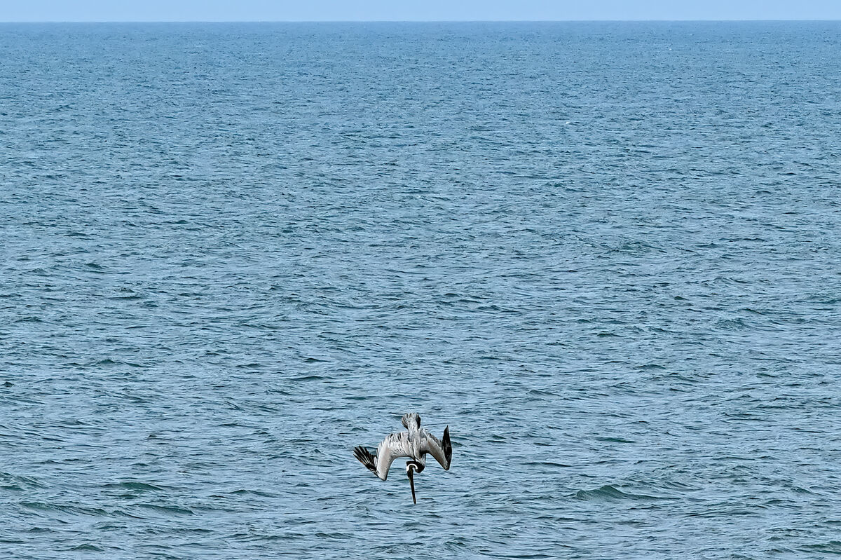 Brown pelican dives into the Atlantic for fish: Kure beach, NC. April ...
