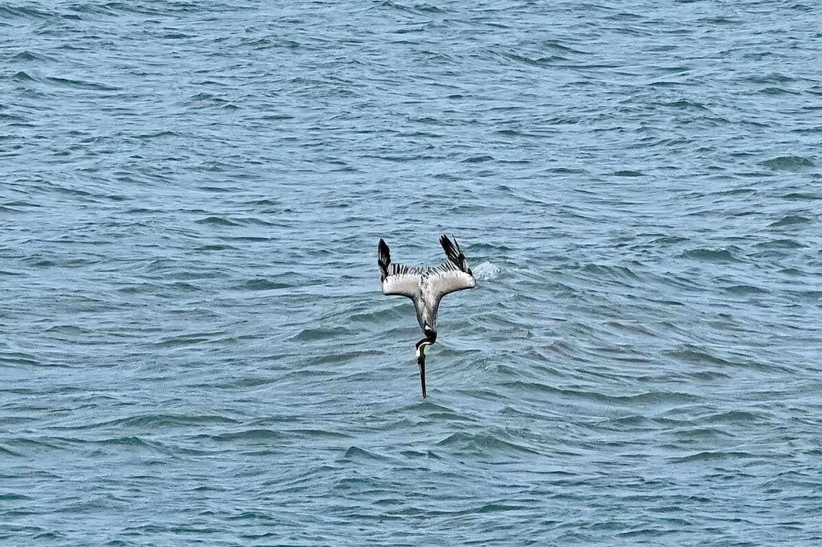 Brown pelican dives into the Atlantic for fish: Kure beach, NC. April ...