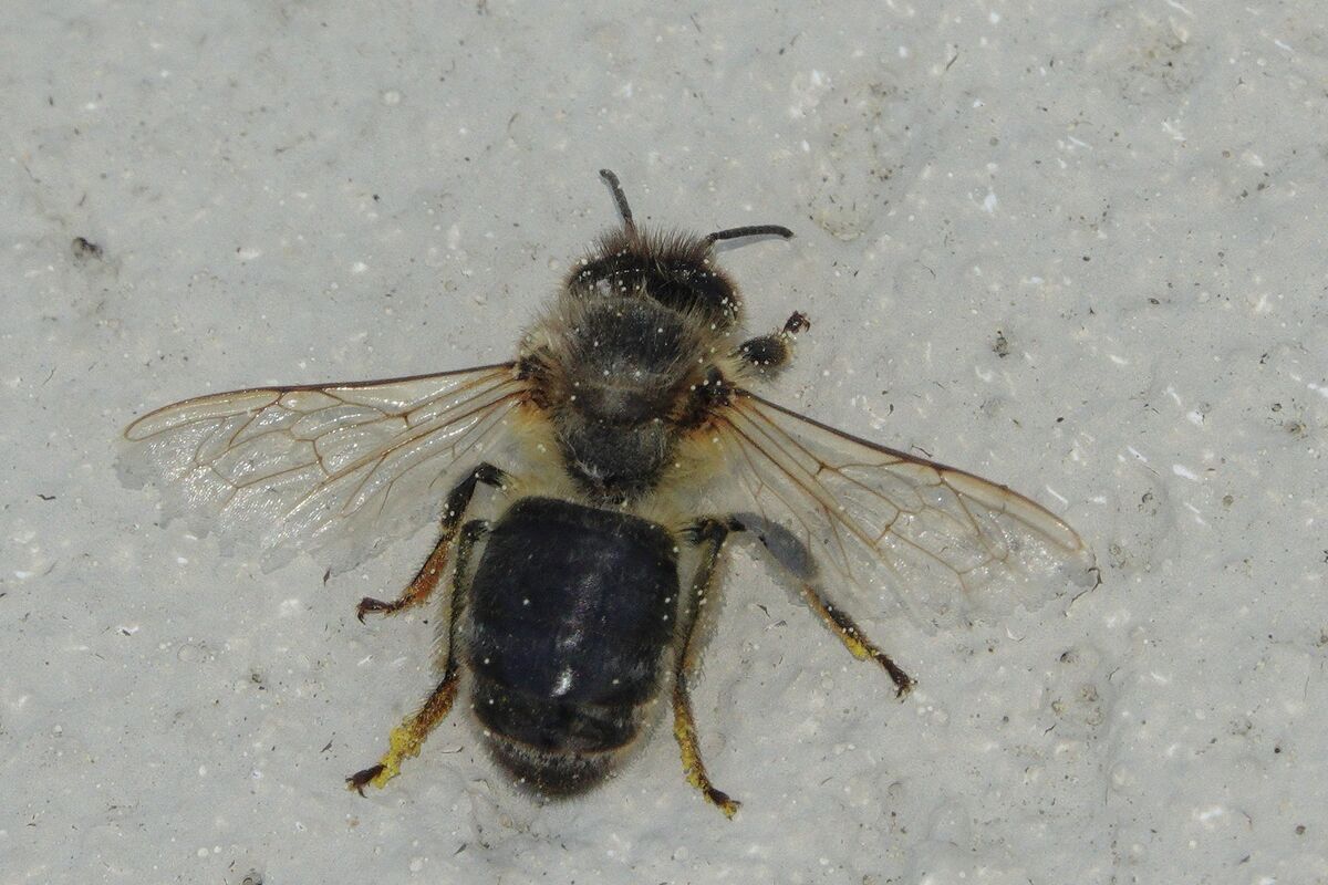 Honey Bee: This bee was on the side of my house yesterday morning. I ...