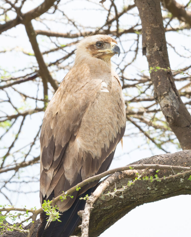 Serengeti birds - 8: Once again as we were tracking the pride, I came ...