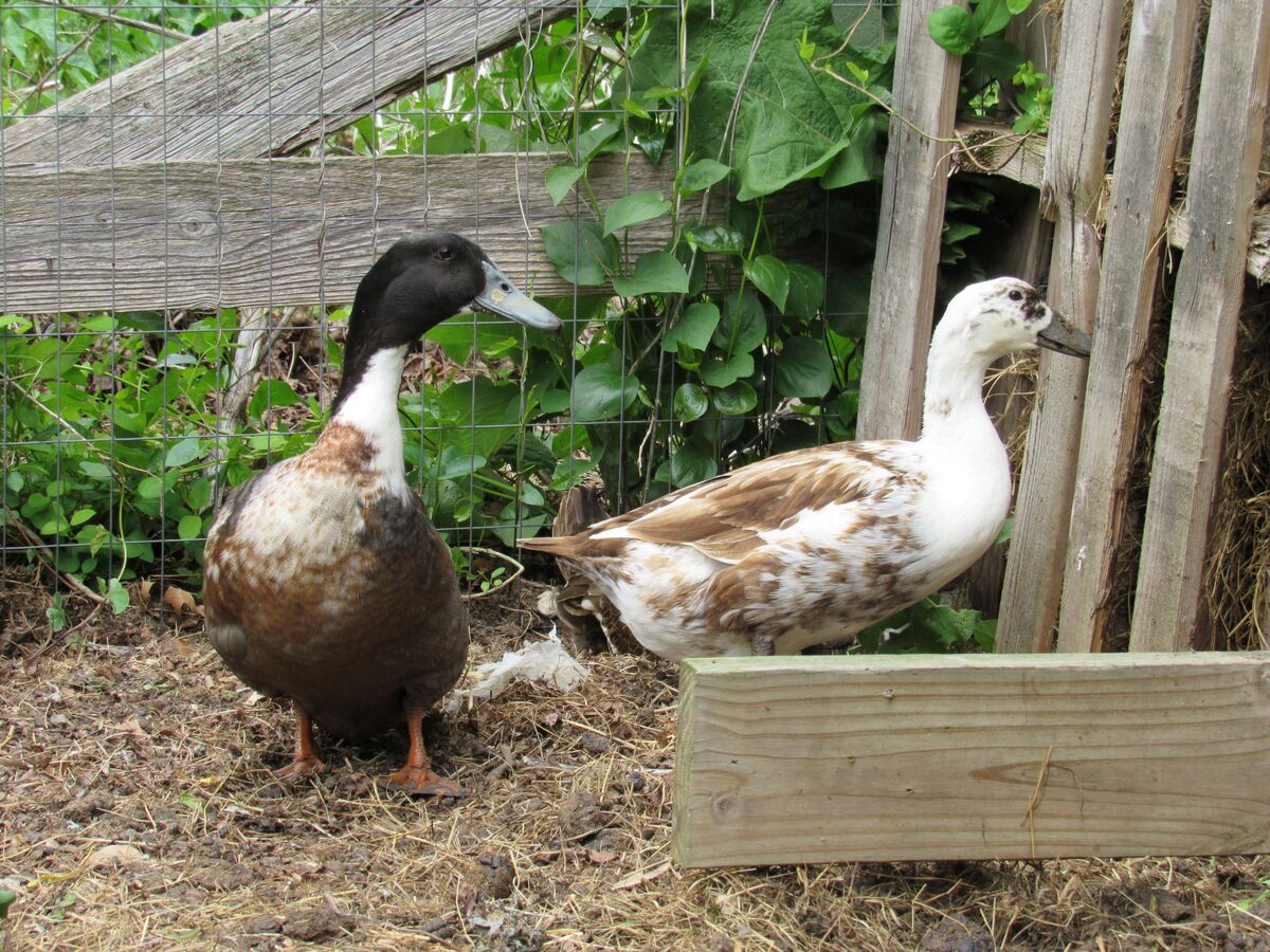 The Cape Coop Farm ~ Open Farm Day: A fun outing (with Free Admission ...