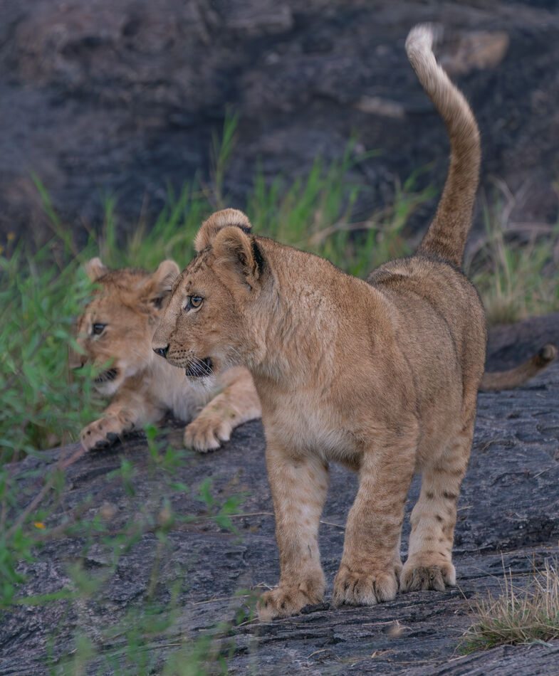 Serengeti animals - 39: This set is a few shots of the little members ...
