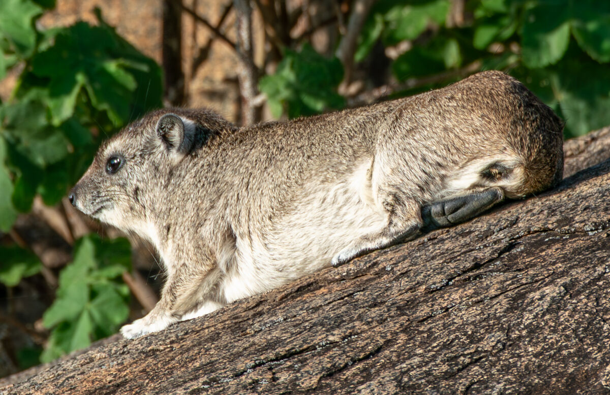 Serengeti animals - 39: This set is a few shots of the little members ...