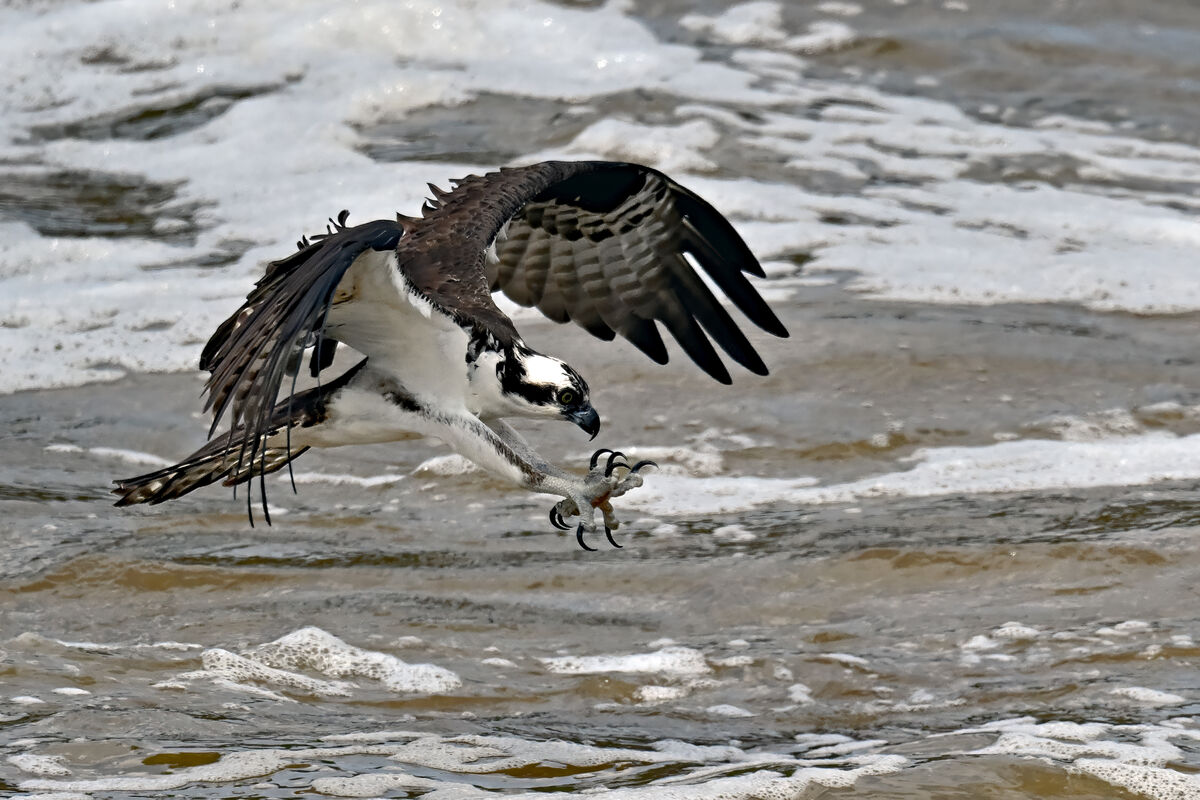 Osprey gets the fish: Jordan dam, Moncure, NC. Mid-May, 2025. If it ...