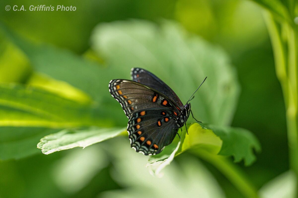 Butterfly Red-spotted Purple (Limenitis arthemis): I saw this beatiful ...