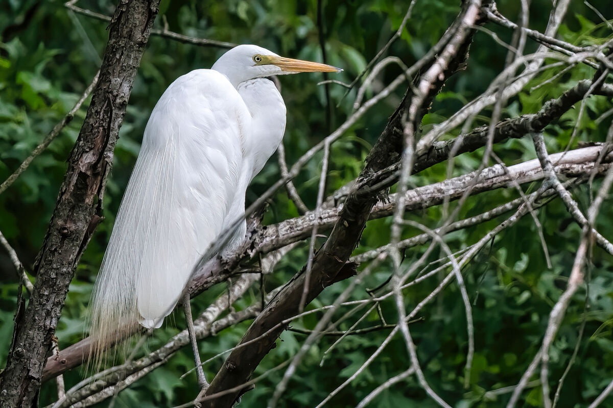 Couple egrets in different settings: The one sitting in the tree and in ...