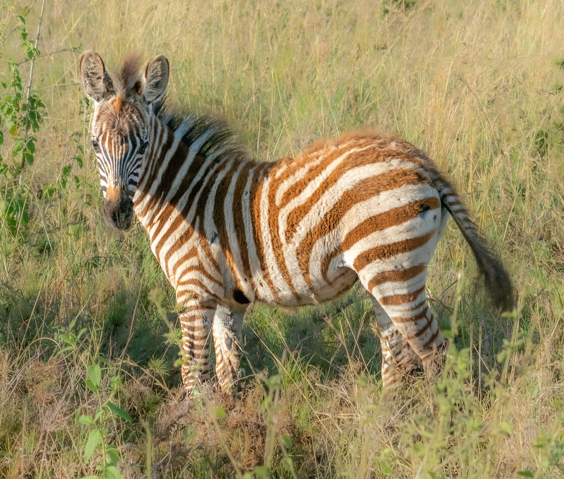 Serengeti animals - 40: Not everything was feline. I tried to capture a ...