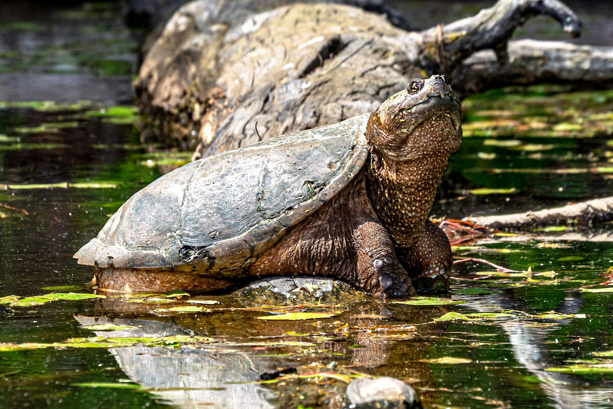 Springtime Snapping Turtle: Finally had a decent day weatherwise here ...