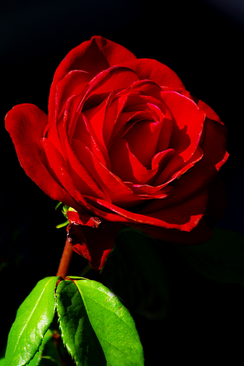 "Rosa × Odorata (Andrews) Sweet Tea Rose.": Lens: SMC Pentax-FA 80 ...