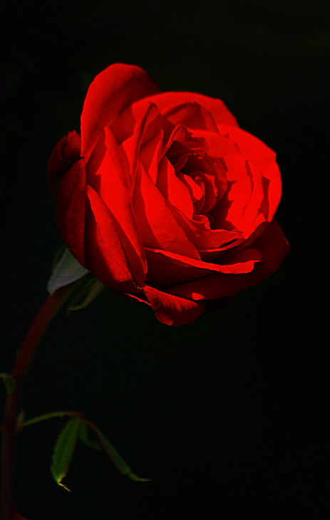 "Rosa × Odorata (Andrews) Sweet Tea Rose.": Lens: SMC Pentax-FA 80 ...