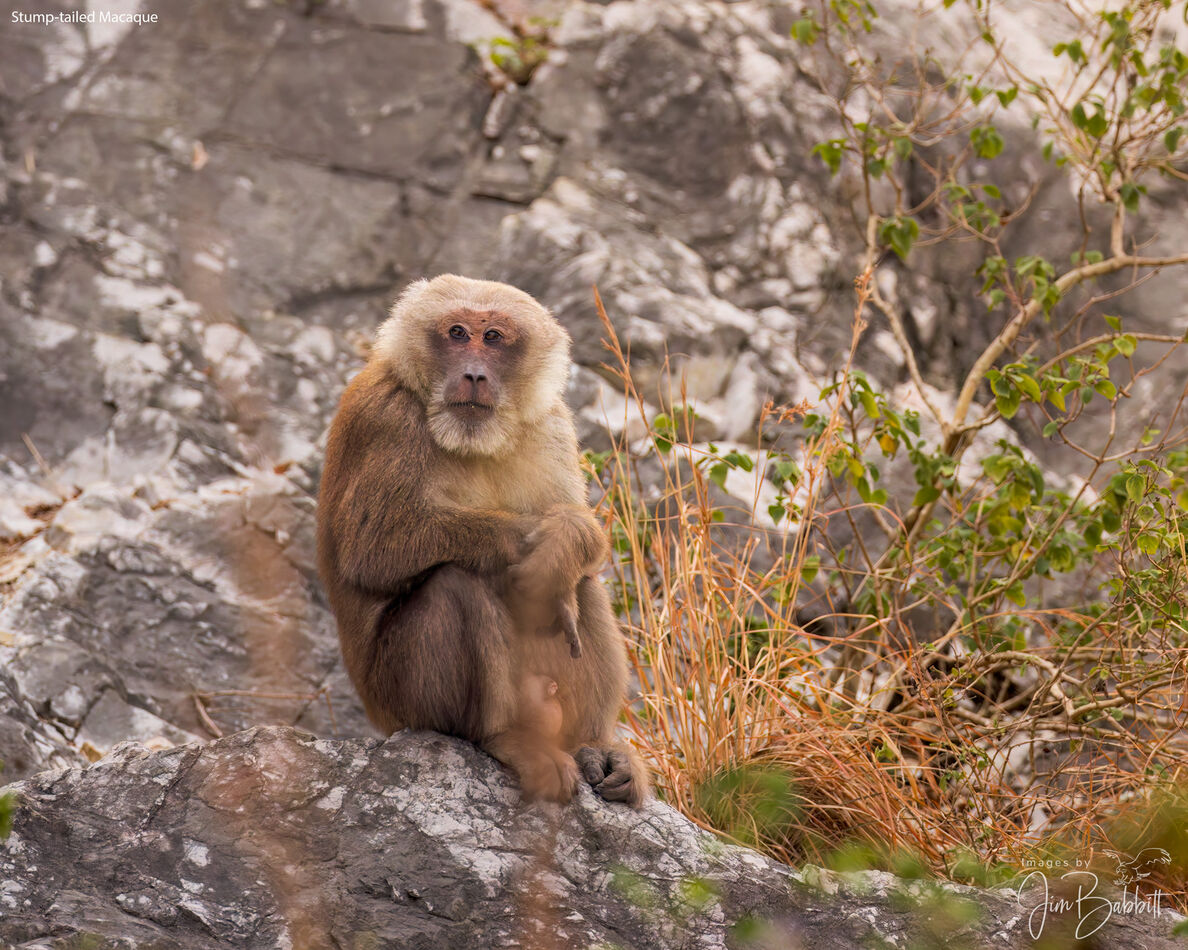 A difference of a step either way: Last night, during Jamie Cunningham's of Sabrewings Nature ...