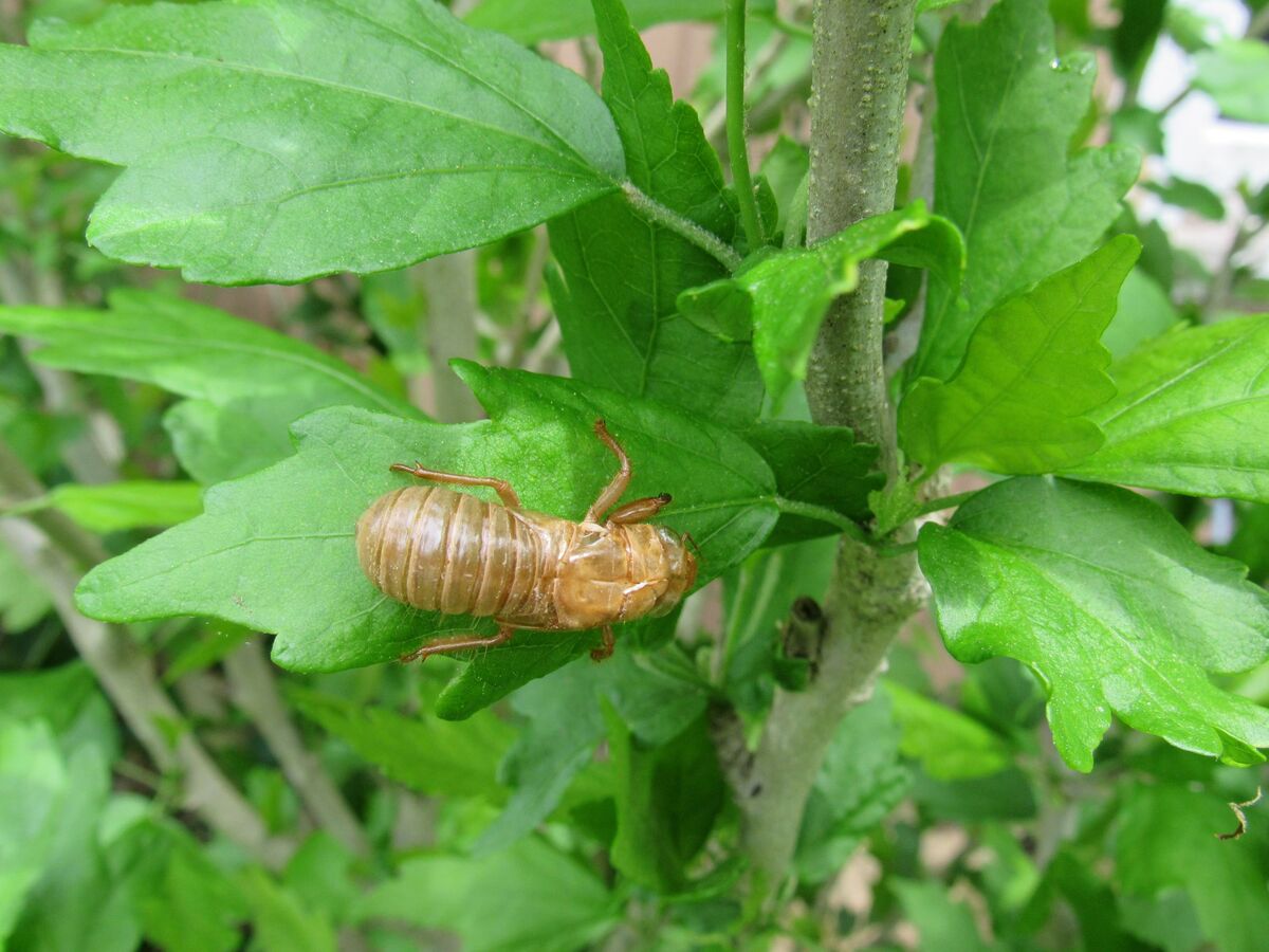 The Cicadas are Coming! The Cicadas are Coming! Actually, they are here ...