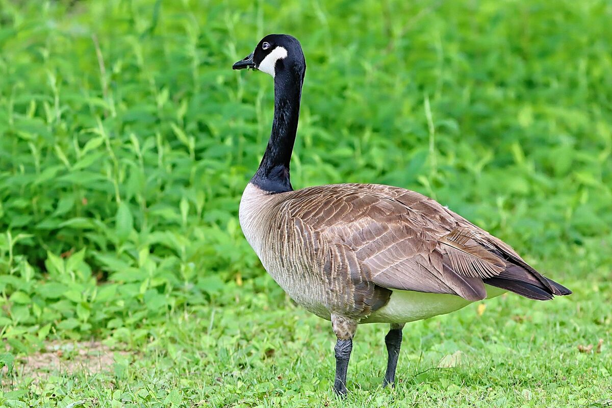 A lonely goose: Several times while up at the nest, there has been this ...