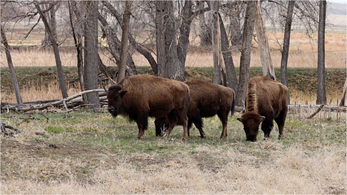 Rocky Mountain Arsenal Buffalo: The RMA was exactly that until the late ...