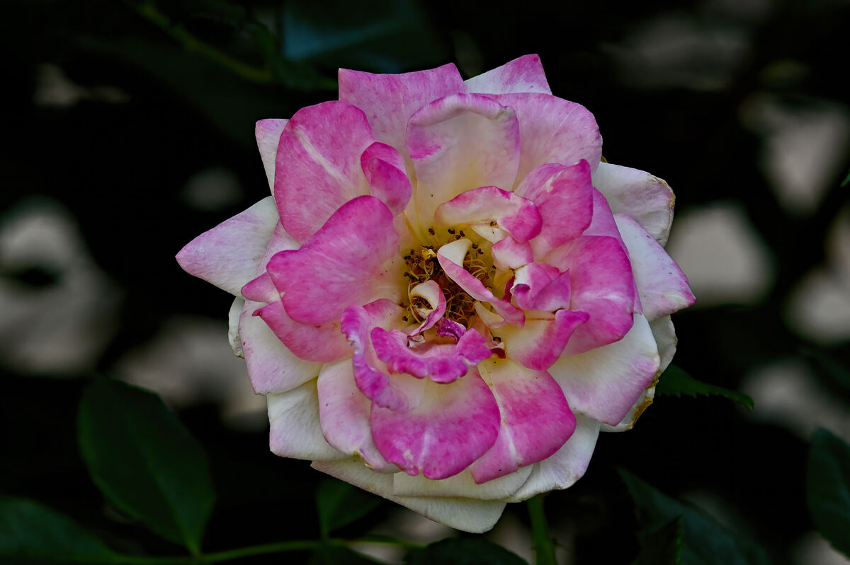 JC Raulston arboretum - roses (and one spider): The arboretum ...