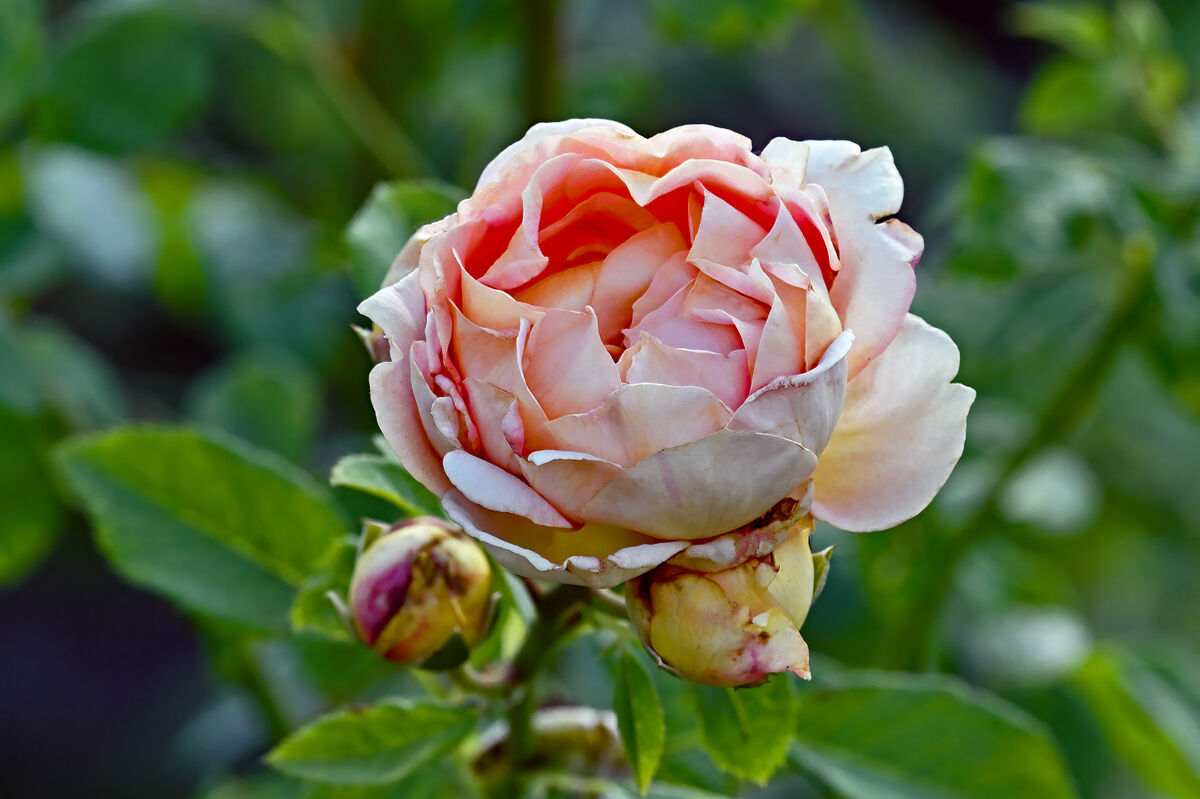 JC Raulston arboretum - roses (and one spider): The arboretum ...