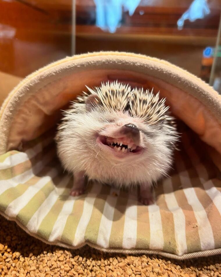 Found this photo of this little guy on Facebook: This little hedgehog ...