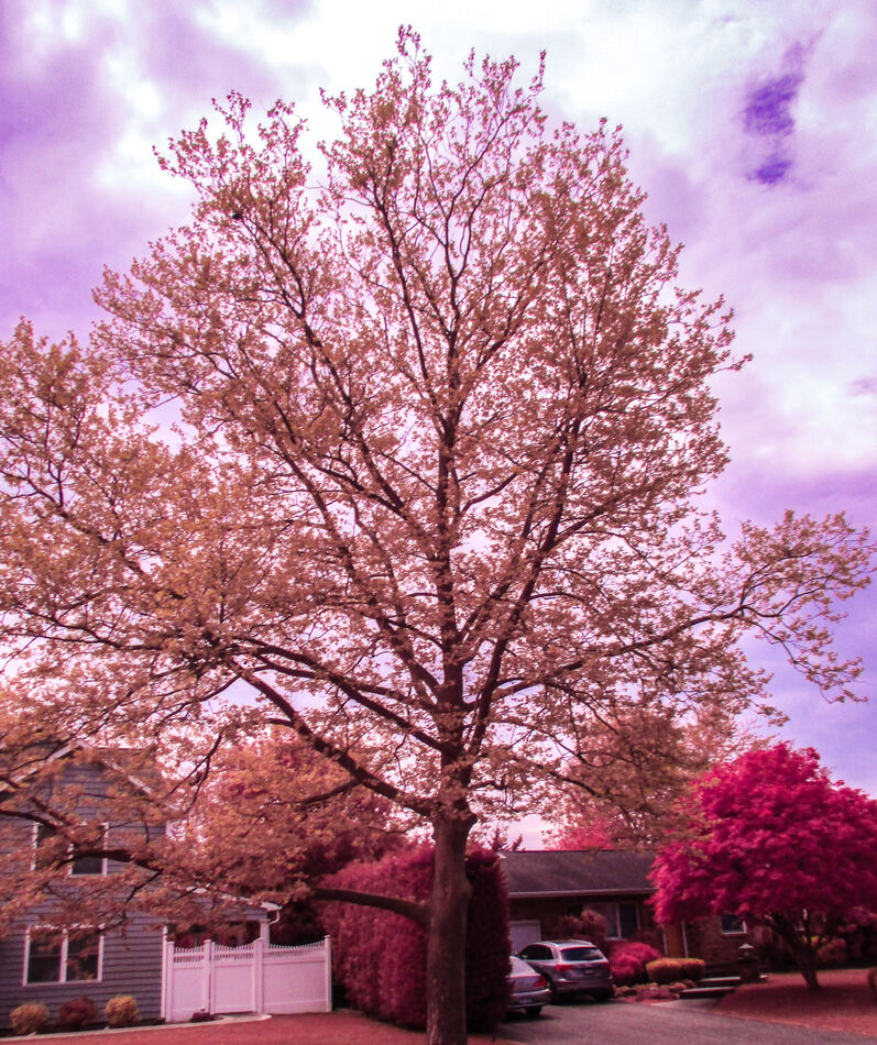 Experimenting With My Infrared Camera - 2: Walked around the yard and ...