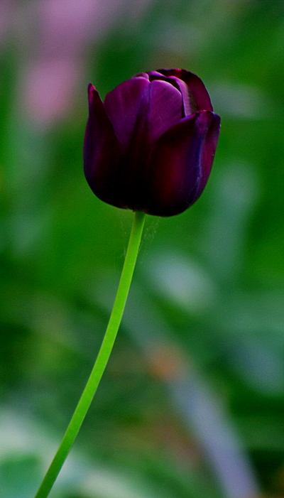 "Another neighborhood Tulip.": Lens: Pentax-FA 80-320mm Lens Camera ...