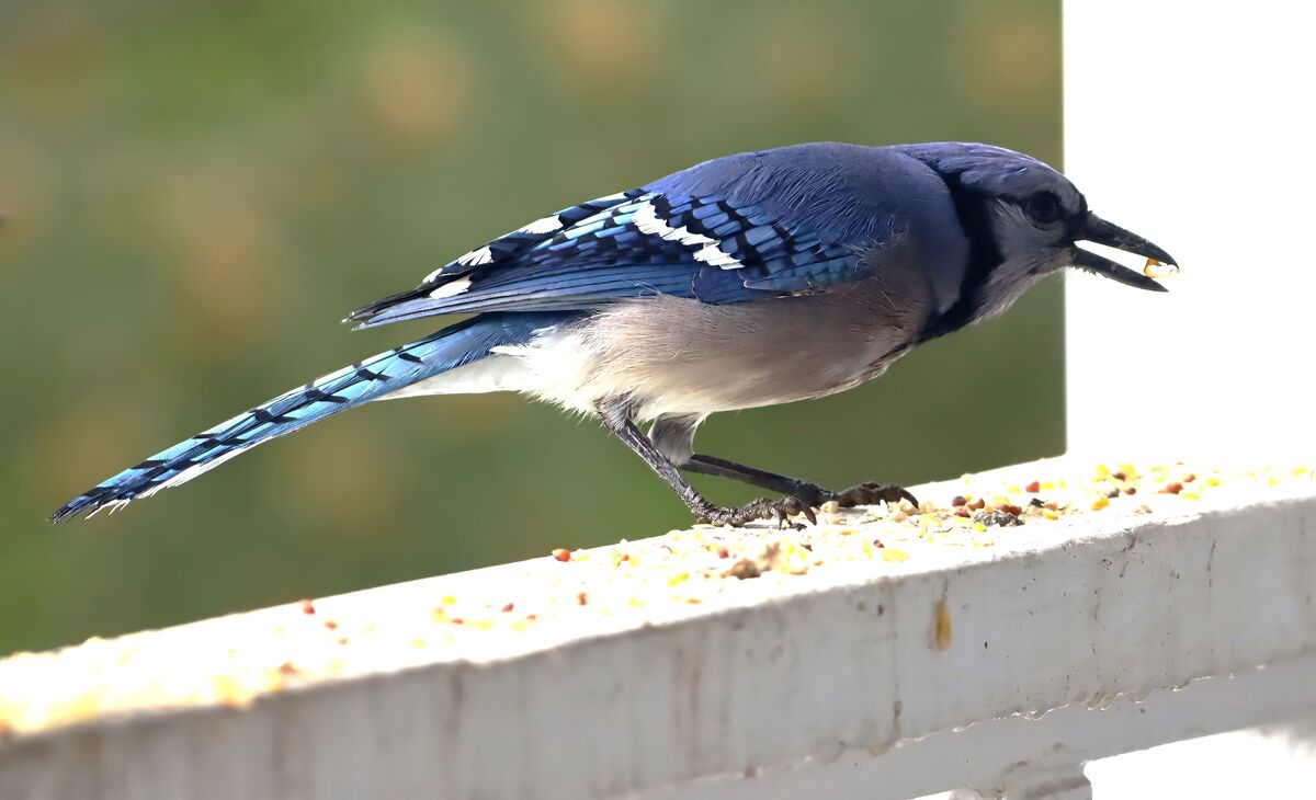 Bird Jays are being decent: I will admit that the Blue Jays have ...