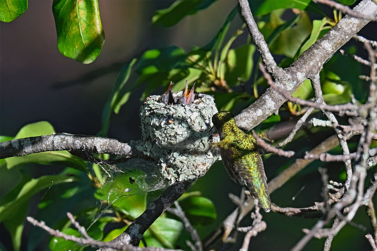 Bynum Bridge hummer update - May 7th, 2025 - chicks emerge: There seem ...