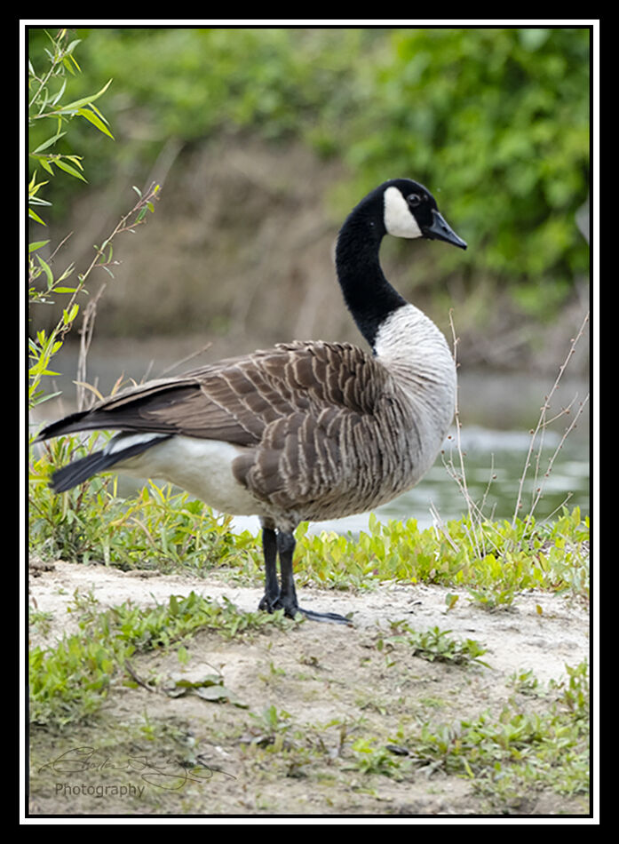 Gander Standing Guard: I discovered a nesting pair of Canada Geese on a ...