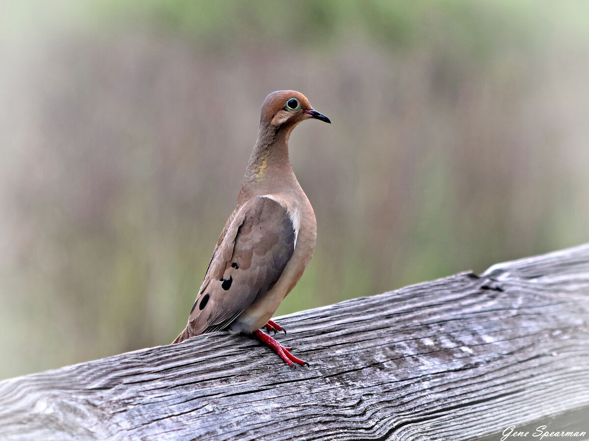 A Little Dove: This might be the prettiest little Dove I have ever seen.