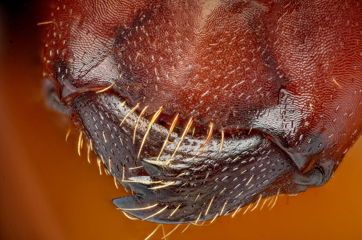 Red Carpenter Ant Mandibles: This is a focused stack image of a ...