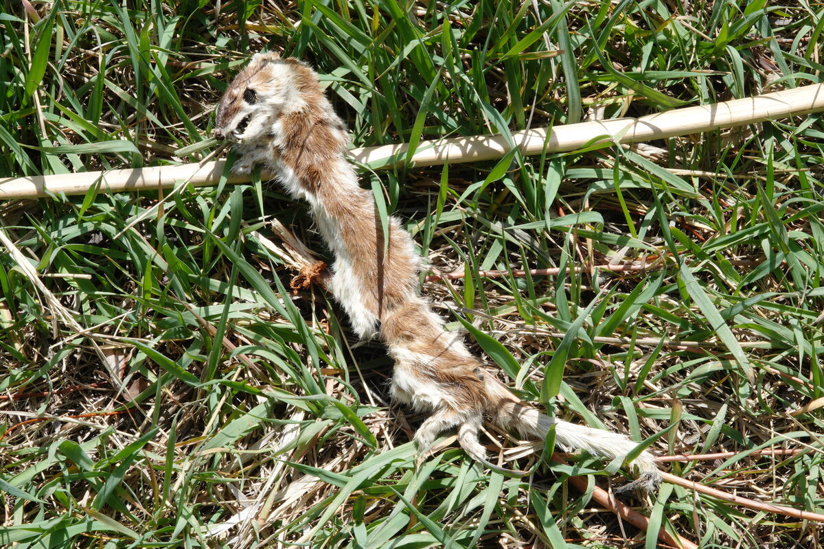 Dead Weasel Photos, Graphic/Not For the Timid: While fishing a couple ...