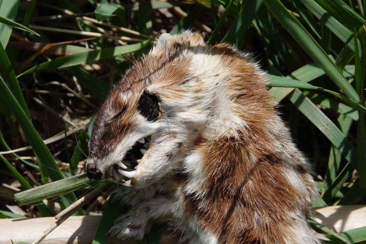 Dead Weasel Photos, Graphic/Not For the Timid: While fishing a couple ...