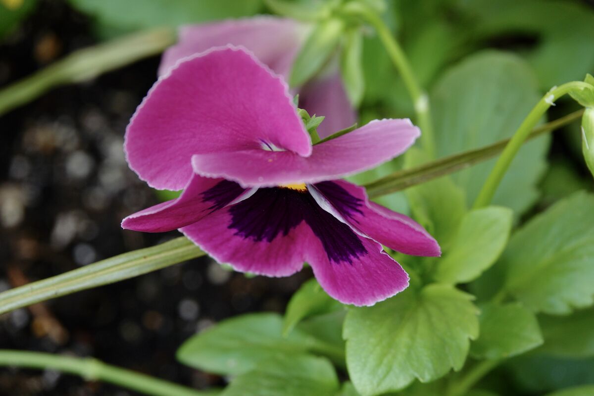 Some Spring Flowers From Pittsburgh: While wandering around an area off ...