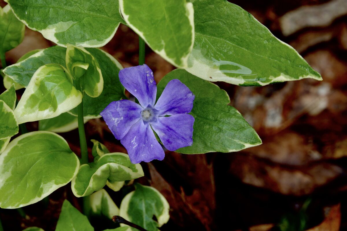 Some Spring Flowers From Pittsburgh: While wandering around an area off ...