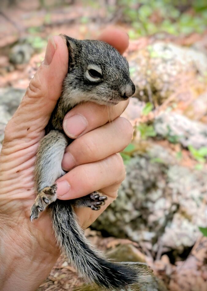 For squirrel enthusiasts: And I know you're out there. I'm not a huge ...