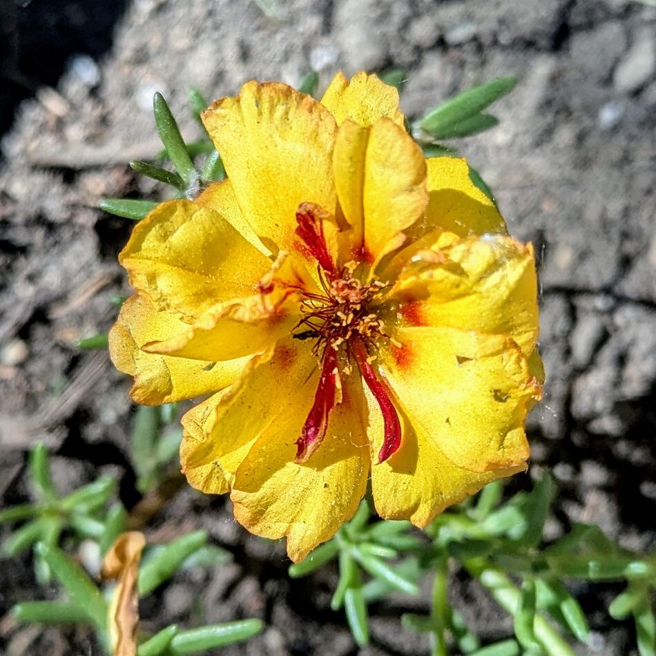 Miracle: Joe is Growing Something: I know. I'm surprised too 🤪🤪🤪🤪 They ...