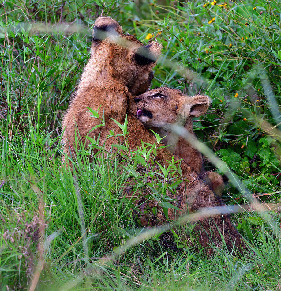 Lion Cubs Grooming: Taken in Nairobi National Park. If you go to Kenya ...