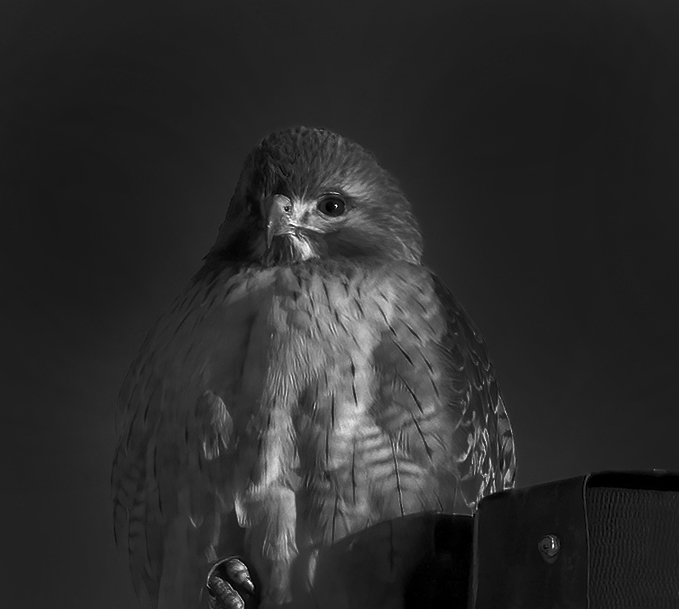 Hawk with a Biblical message: Every word of God is pure He is a shield ...