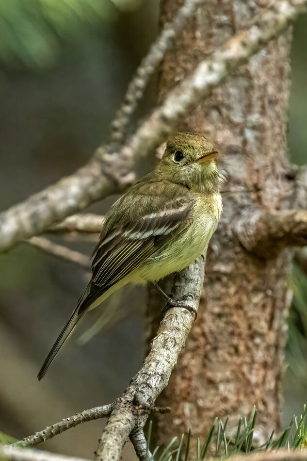 Flycatchers Our Yard June 2025: The first and third images are of a ...