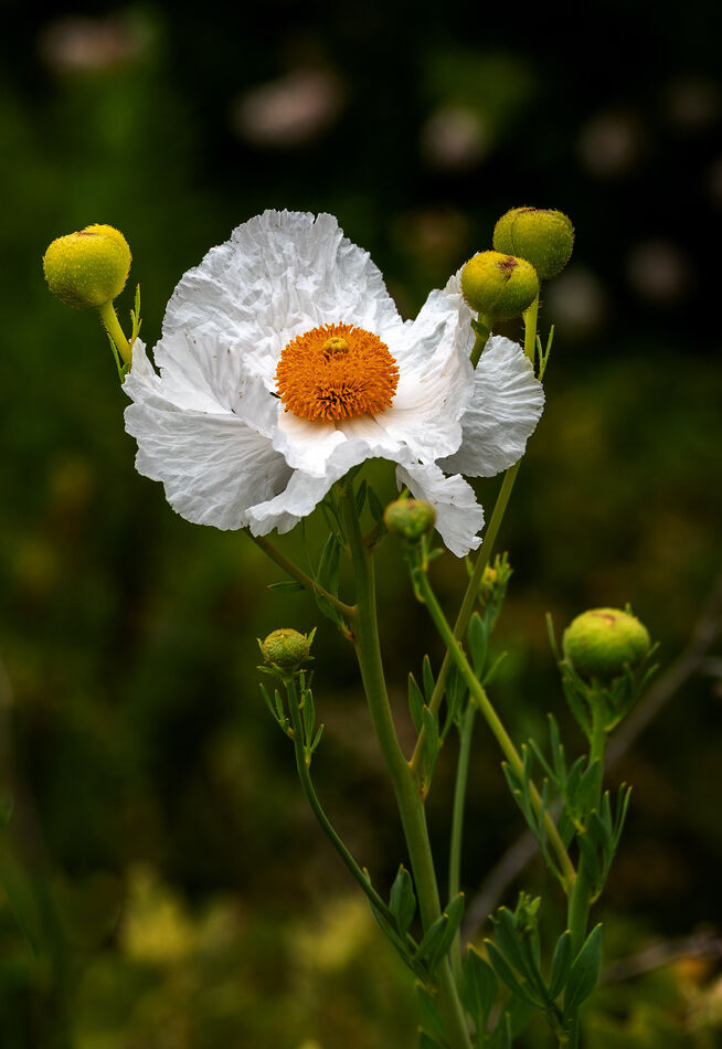 Matilija Poppy: Romneya coulteri, the Coulter's Matilija poppy or ...