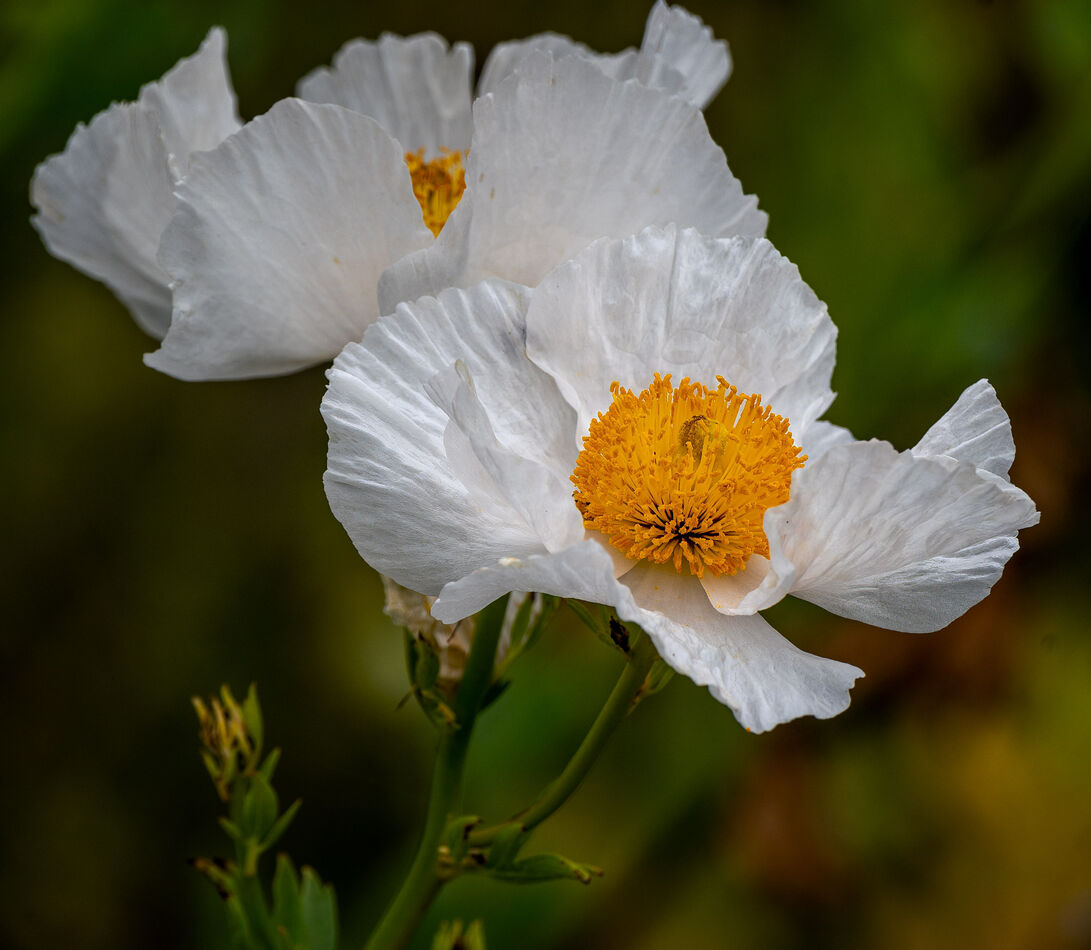 Matilija Poppy: Romneya coulteri, the Coulter's Matilija poppy or ...