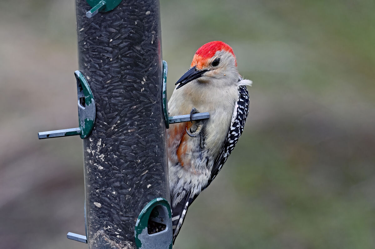 Red-bellied woodpecker feeder antics and a painted bunting cameo ...