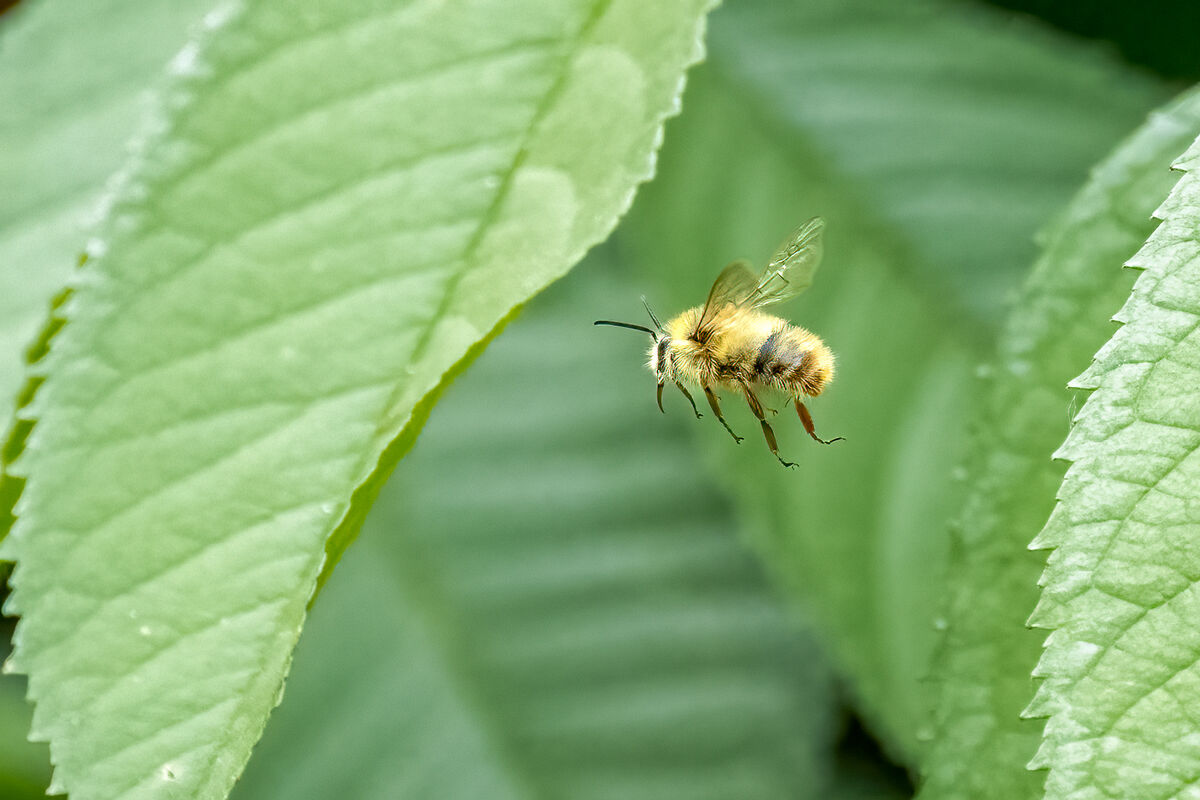 More Bees on Foxglove Our Yard 6-14-2025 Luv Me Sum Bees! Noted some ...