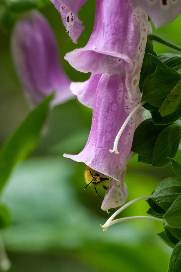 More Bees on Foxglove Our Yard 6-14-2025 Luv Me Sum Bees! Noted some ...