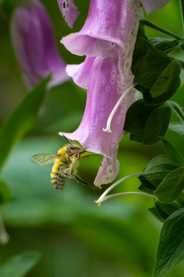 More Bees on Foxglove Our Yard 6-14-2025 Luv Me Sum Bees! Noted some ...